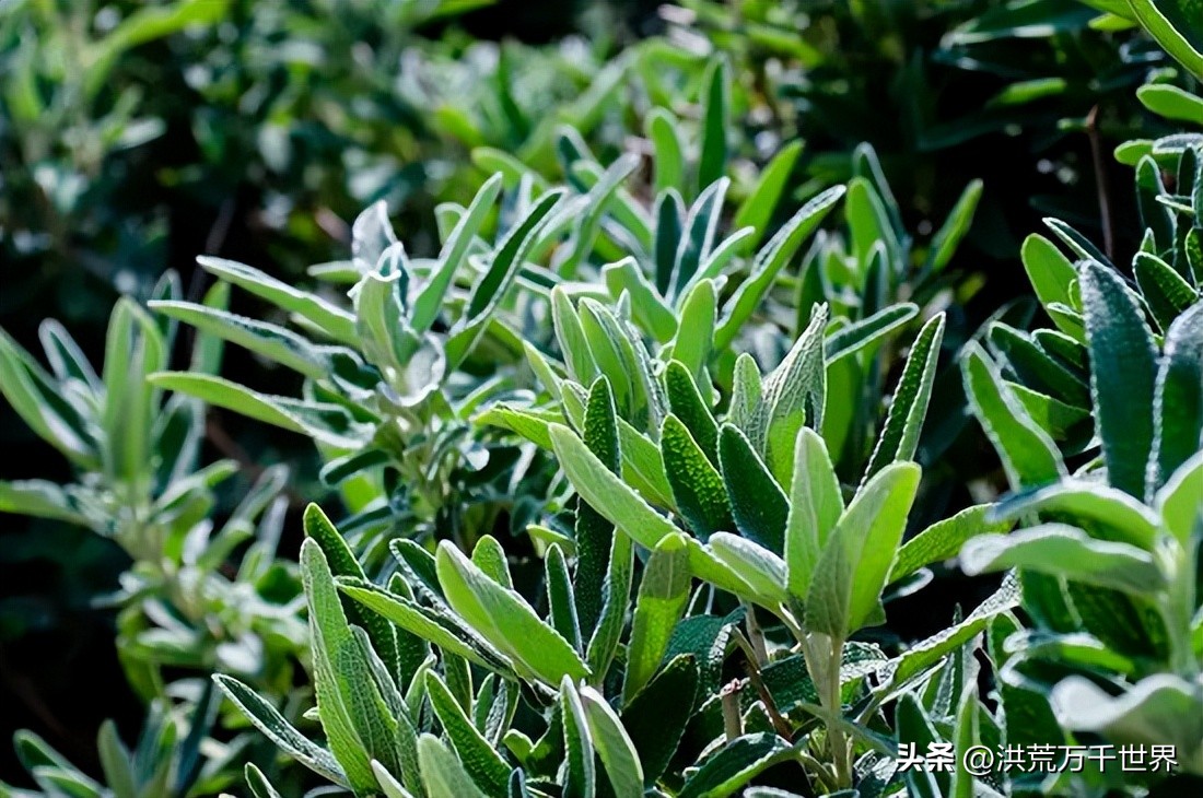 Characteristics of xerophyte leaves - iNEWS