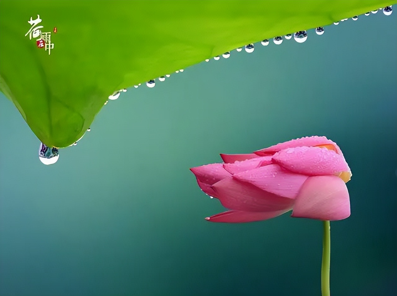 The ten "Plucking Lotus Songs" describe the beauty of picking lotus ...