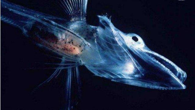 A "new fish" discovered in Antarctica: known as ice fish, temperatures ...