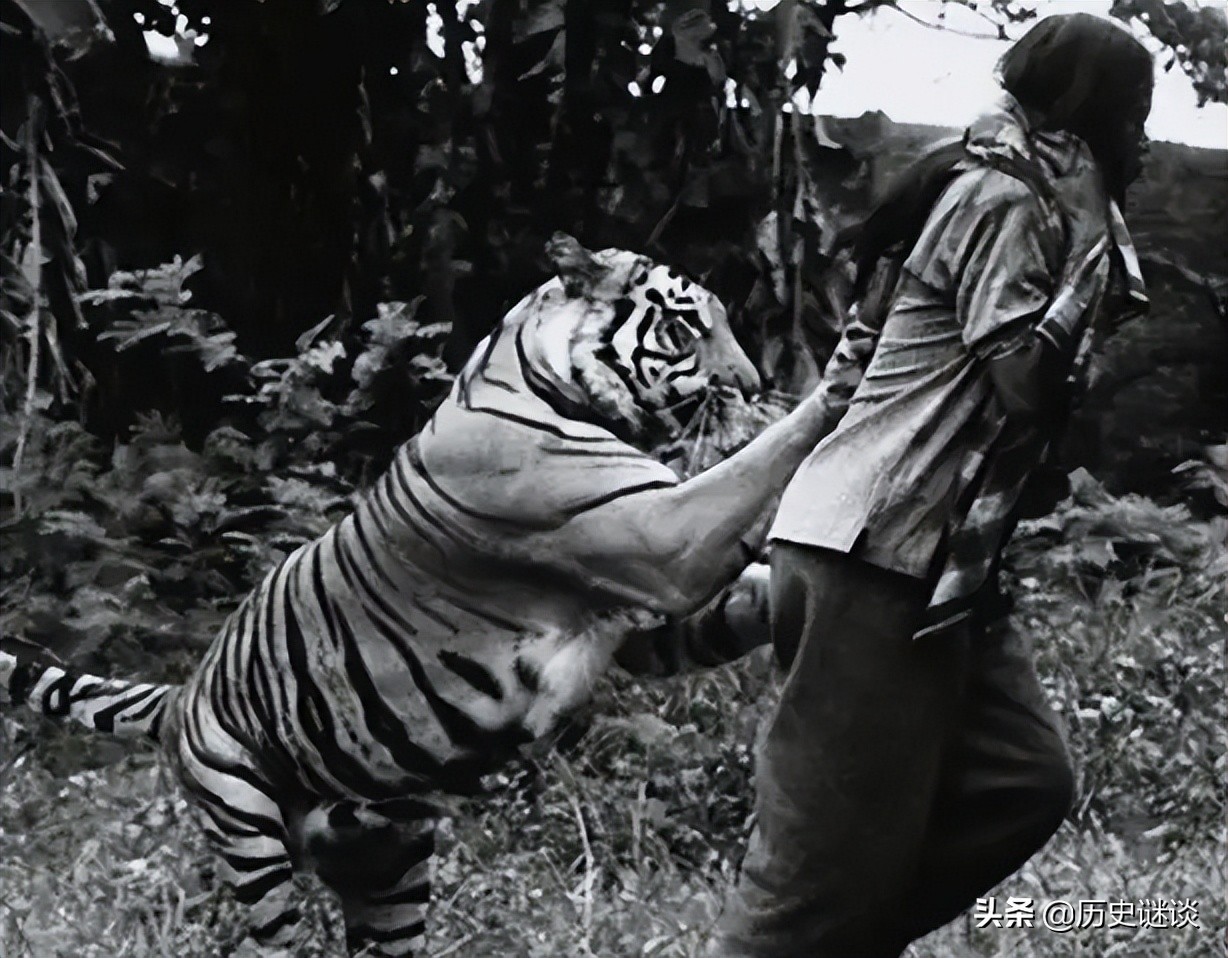 Terrible man-eating tiger: It devoured 436 people in two countries, and ...