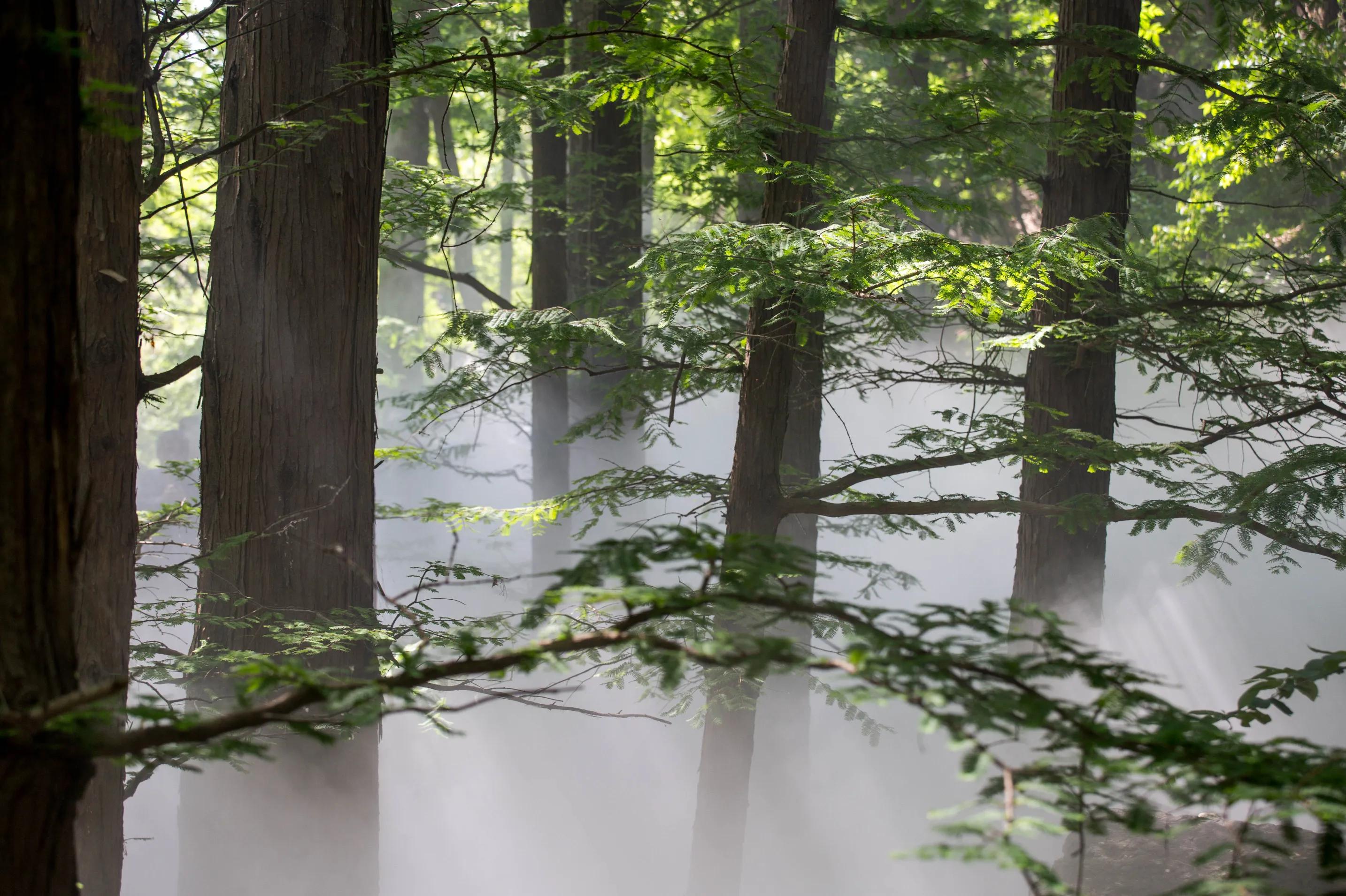 Guozhi Cherry Ditch Spray Spectacle - iMedia