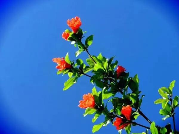 Durian words and poems - iNEWS