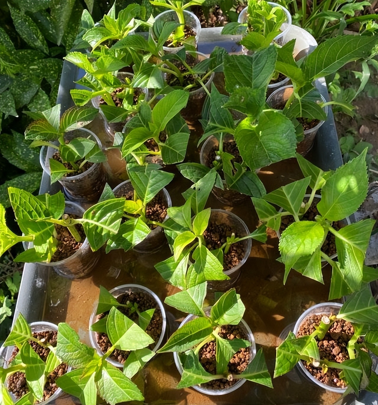 In autumn, cutting 6 kinds of flowers, rooting fast, easy to survive ...