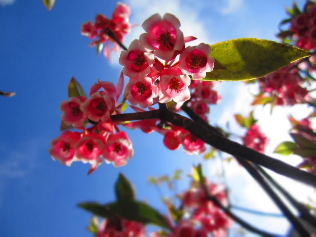 Don't complain about the early return of spring, there is an east wind ...