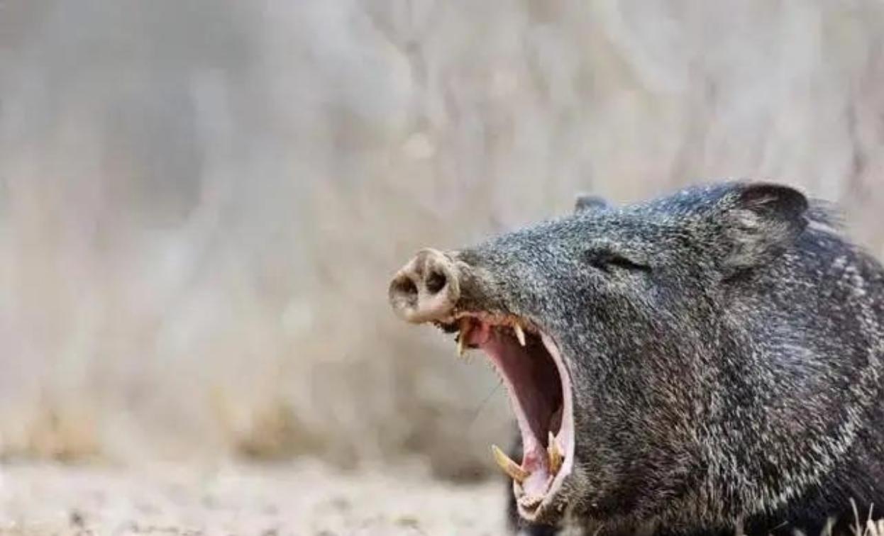 Why is pork not poisonous? Animals evolved not to be eaten, why didn't ...