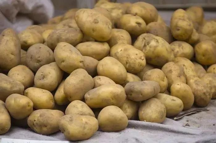 The potatoes sold in the supermarket are getting bigger and bigger, are ...