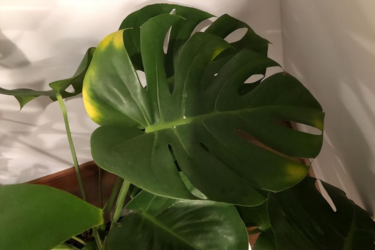 Three tricks to teach you how to quickly remedy the problem of yellow ...