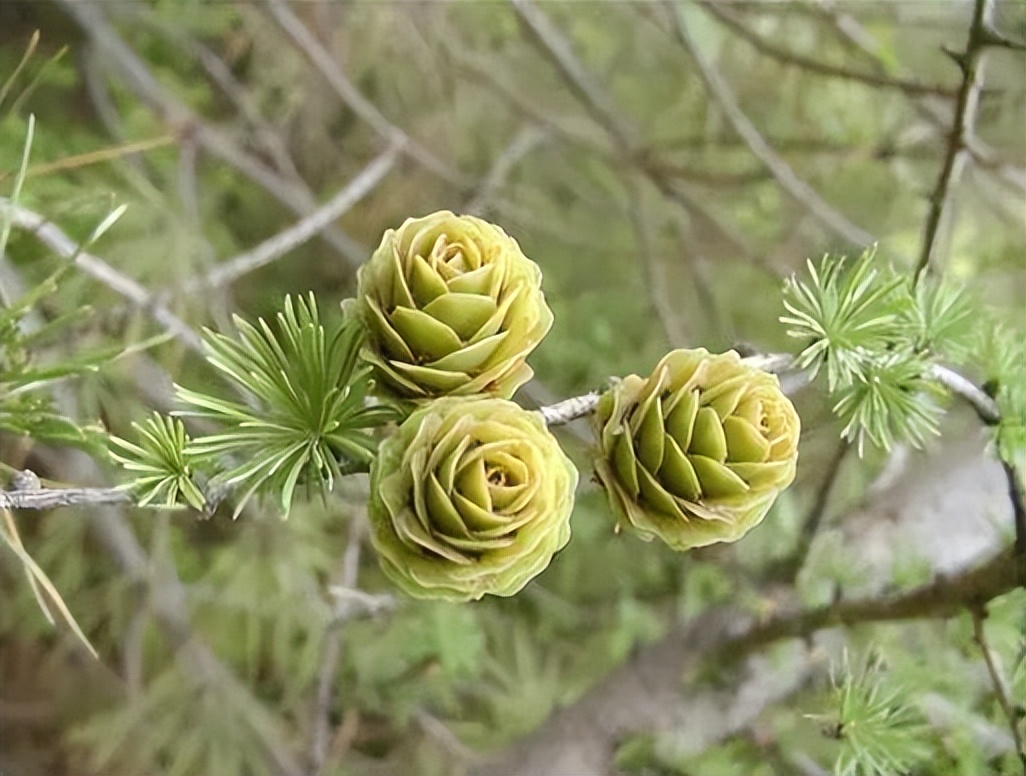 The unique reproduction method of plant living fossils. Discover the ...