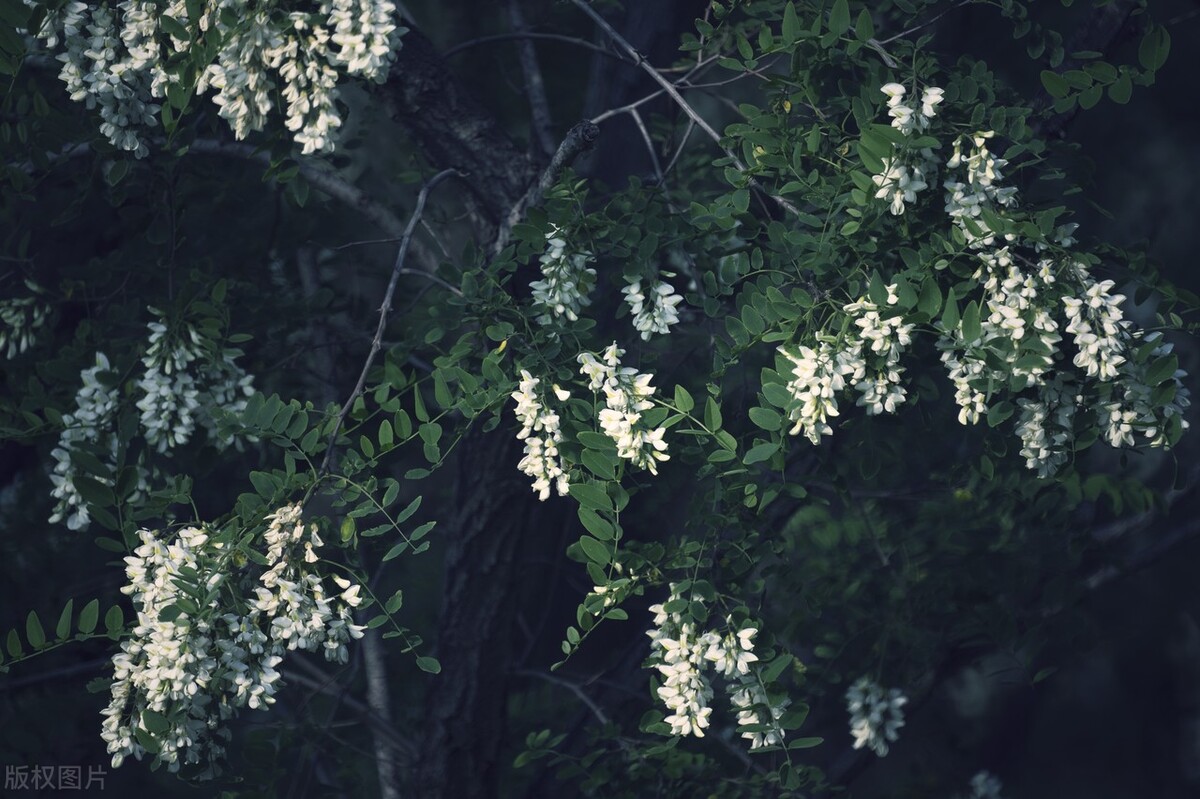 You can't plant trees indiscriminately in the yard. If you plant "shady ...