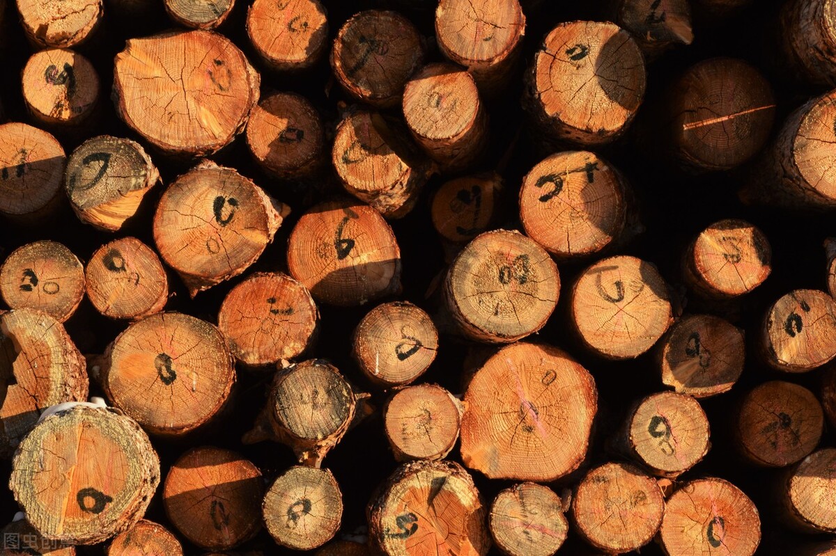 Iron birch is called the "King of Wood". It cannot be cut with axe and ...