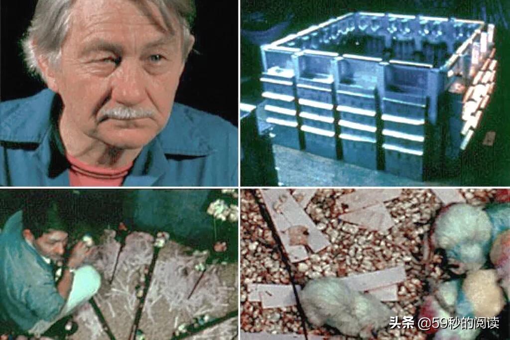 Will the results of the "Universe 25" scientific experiment happen in ...