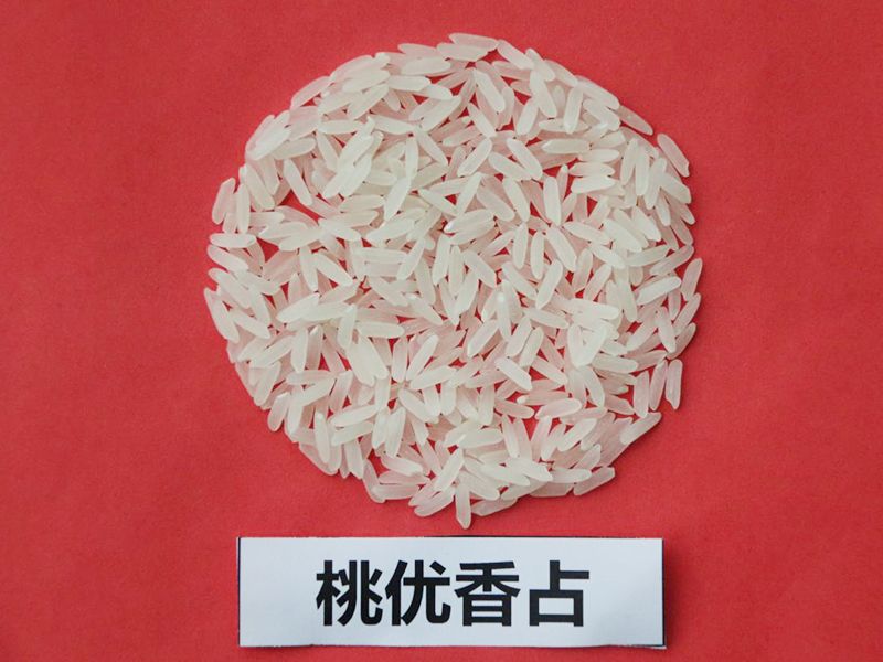 Taoyouxiangzhan, a high-grade and high-quality rice variety, has strong ...