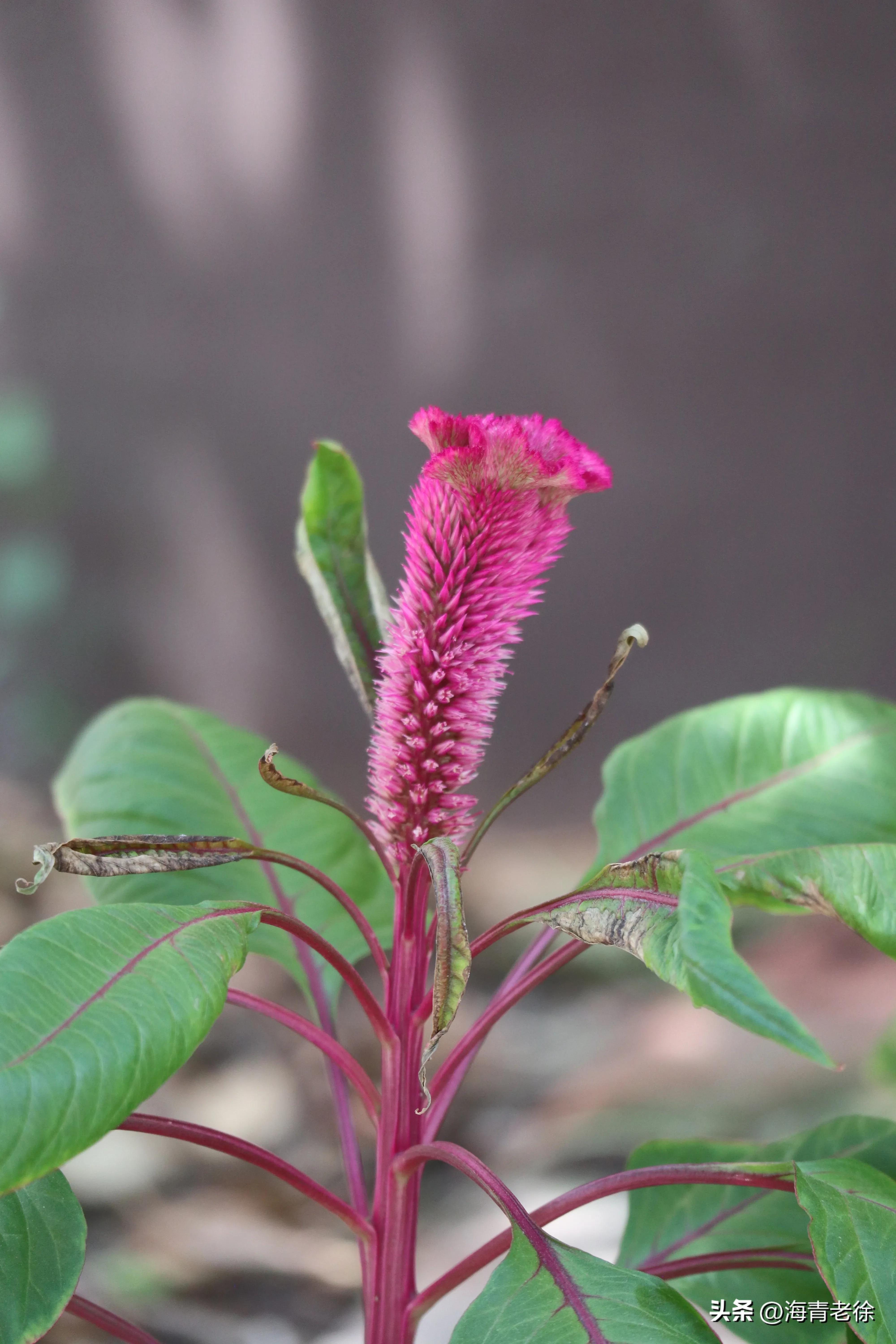 Among the flowers, cockscomb cockscomb blooms in the long summer and ...