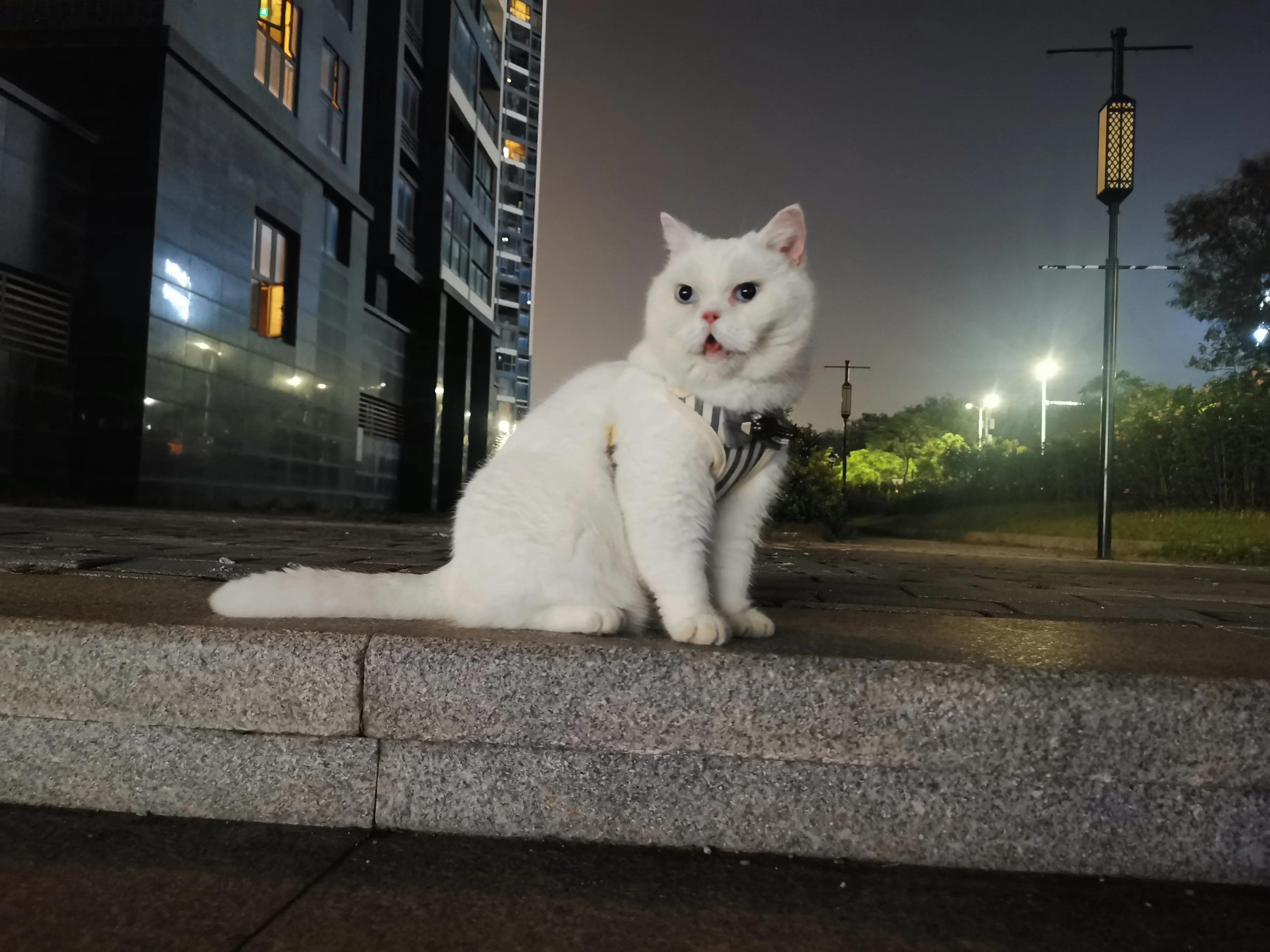 It's so hard for an insecure cat to eat - iNEWS