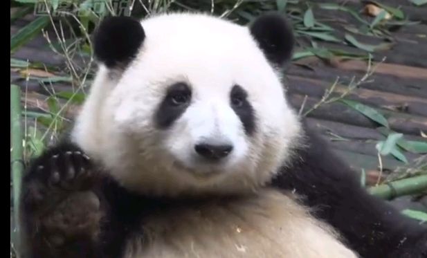 The most recognizable panda in the panda world, Hua Hua, has thousands ...