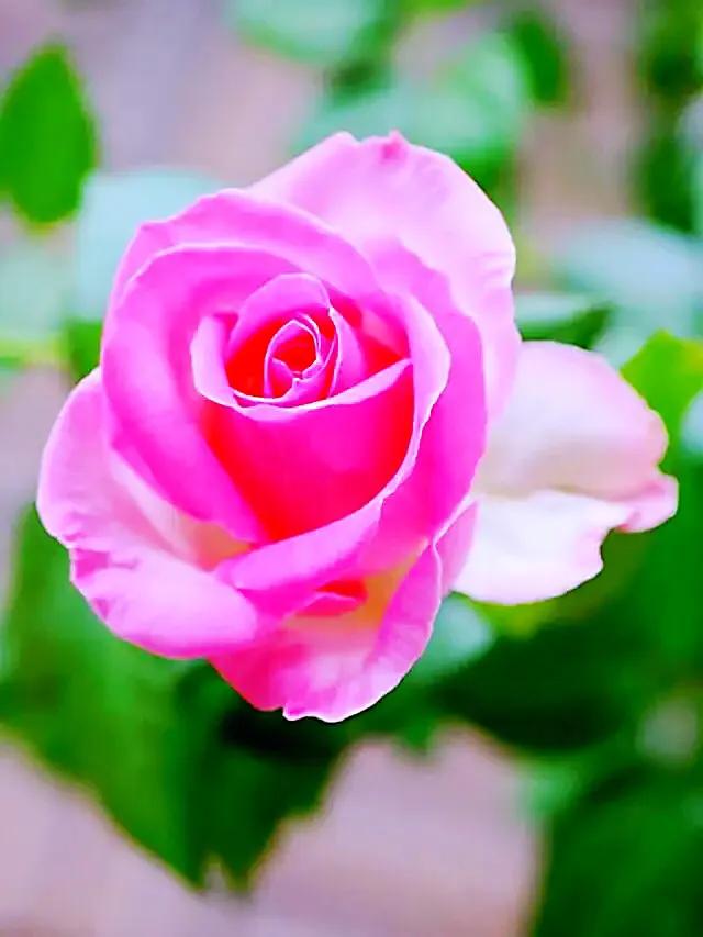 Candy Snow Mountain ~ Cup-shaped flower shape, full of overlapping ...