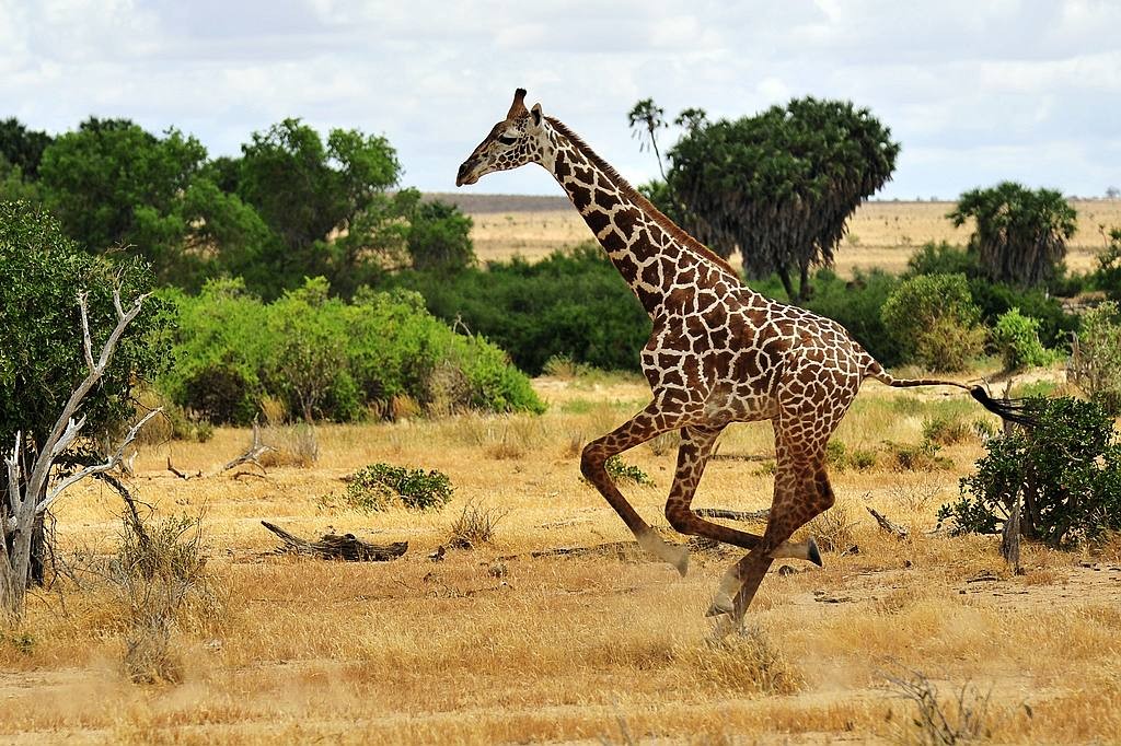 It's too cold at the heights: the mystery of giraffe's high blood ...
