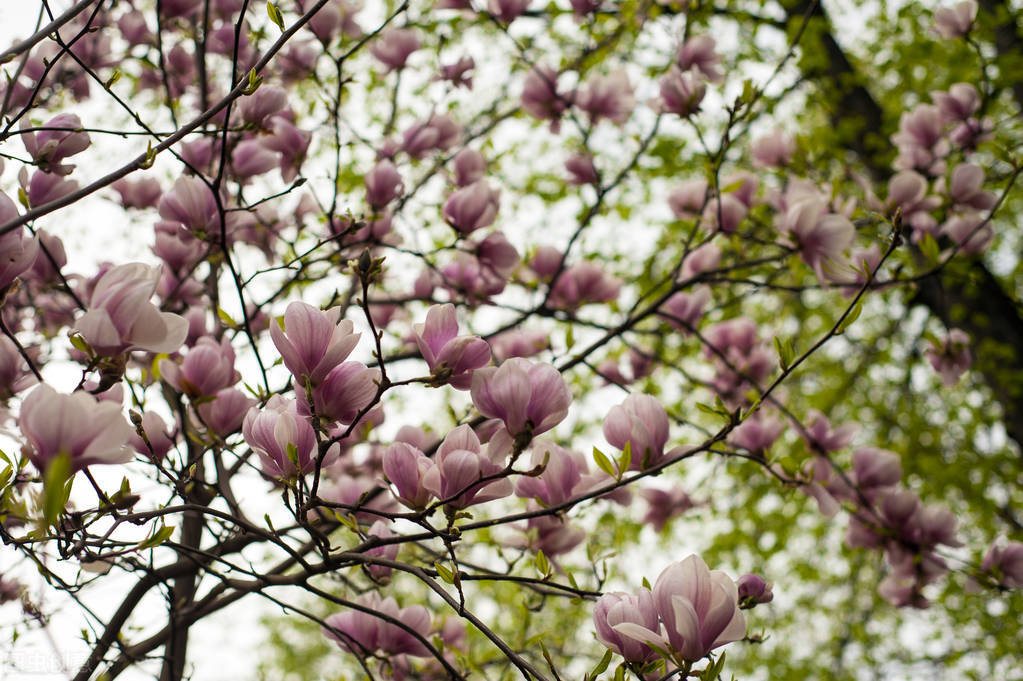 Poem - "Magnolia Blossoms" - iNEWS