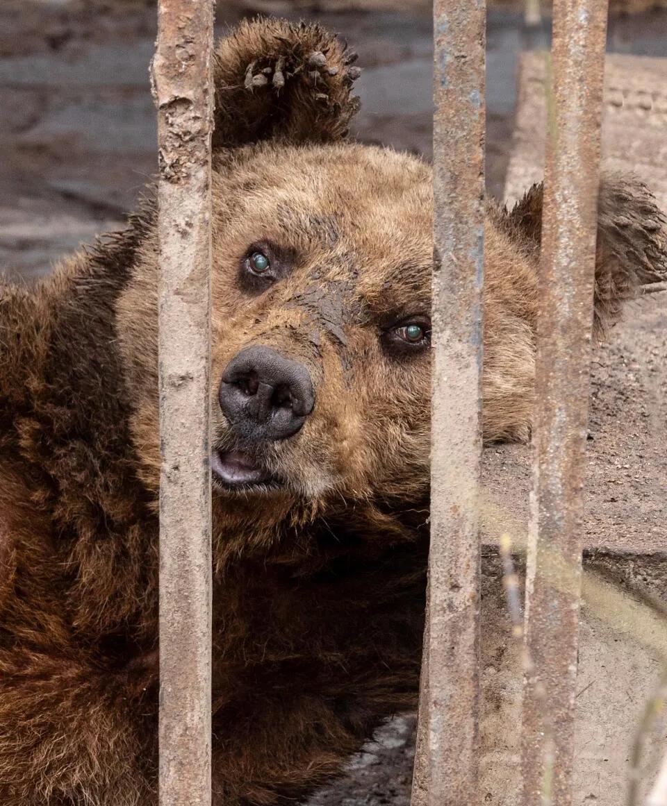 The world's worst zoo, blind bears were kept in cages for 30 years ...