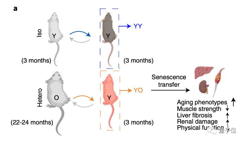 The aging process can be controlled!The exchange blood method creates a ...