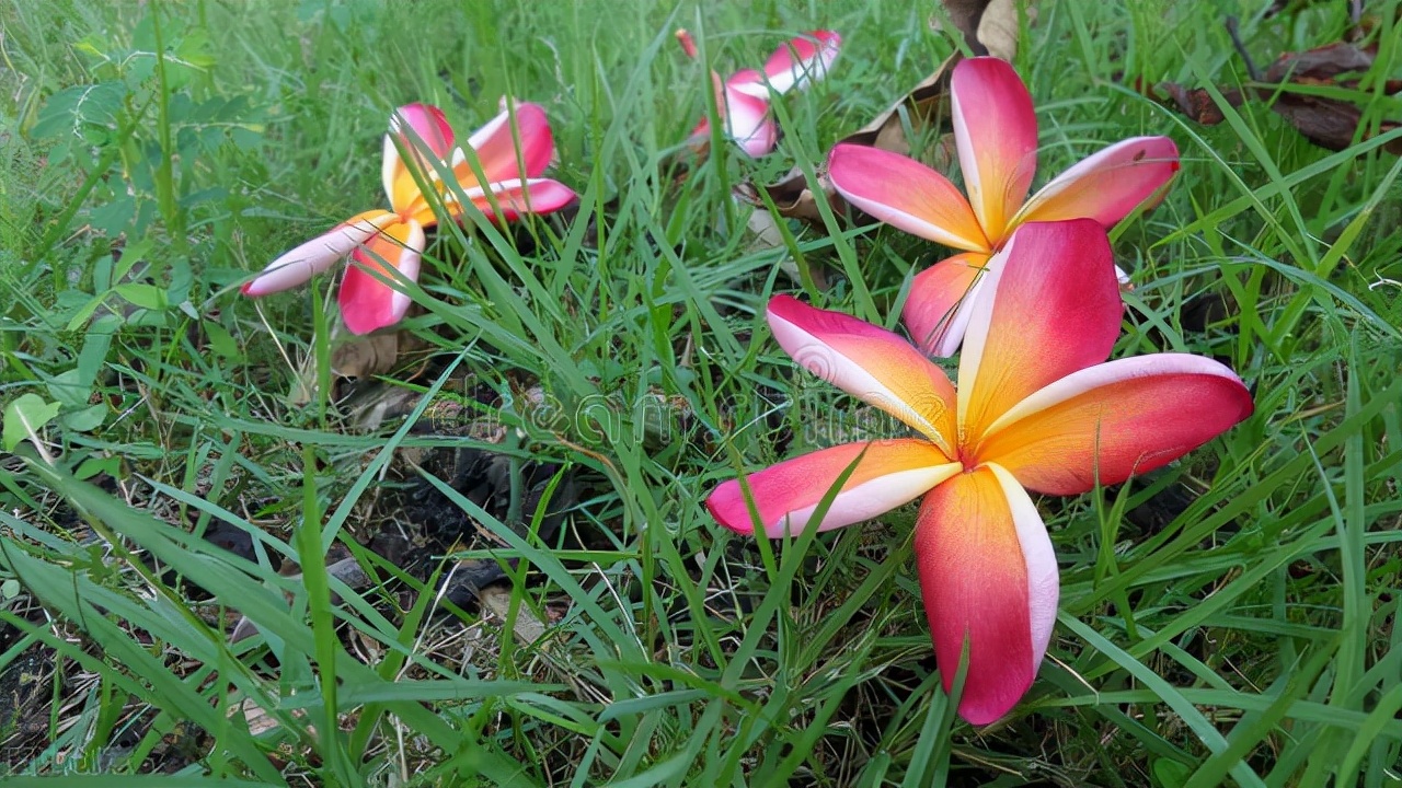 Du Fu's poem, just 28 words, wrote all the vicissitudes of the world ...