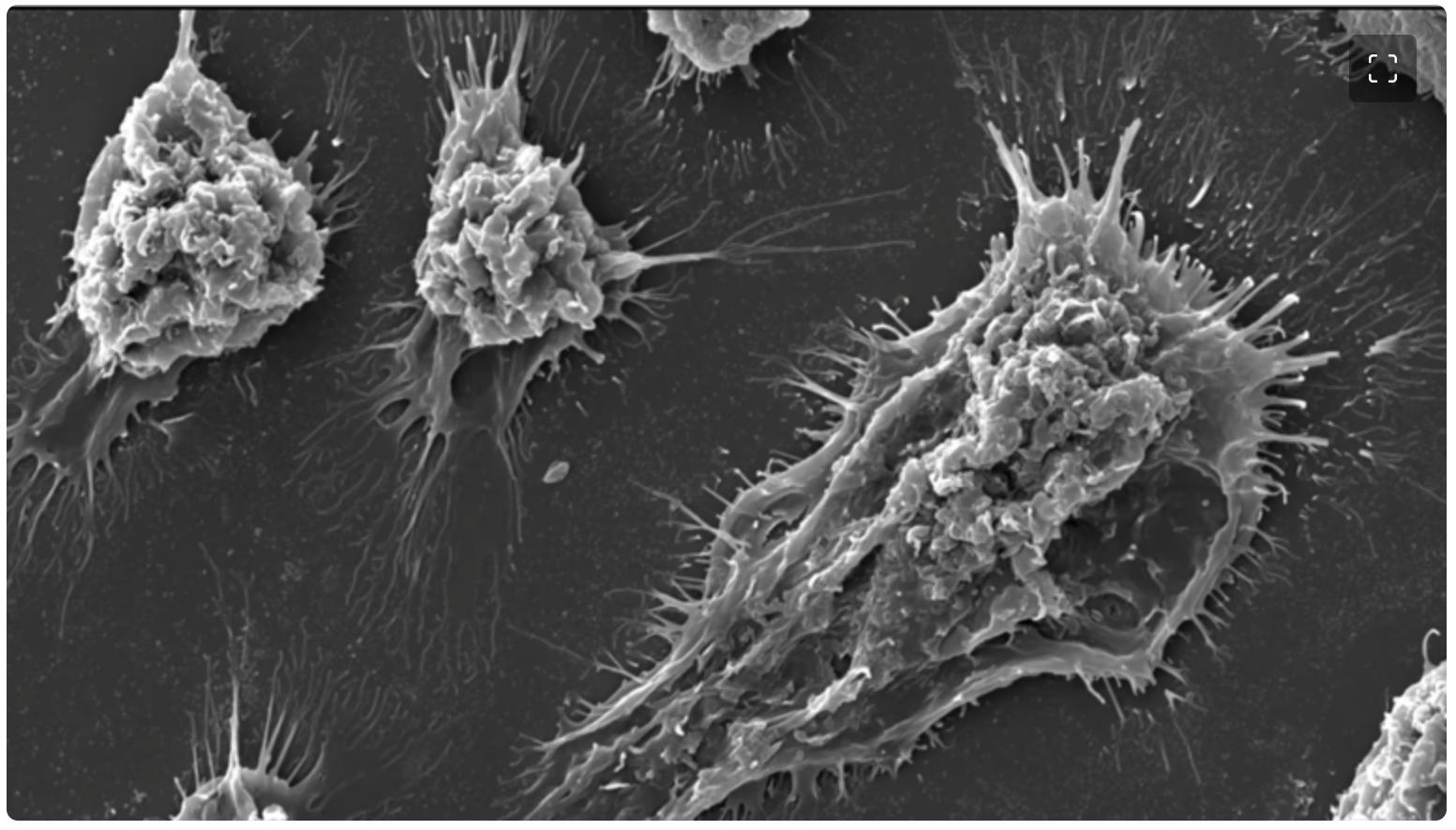 How do cells self-apoptosis? Scientists decipher exact mechanism at ...