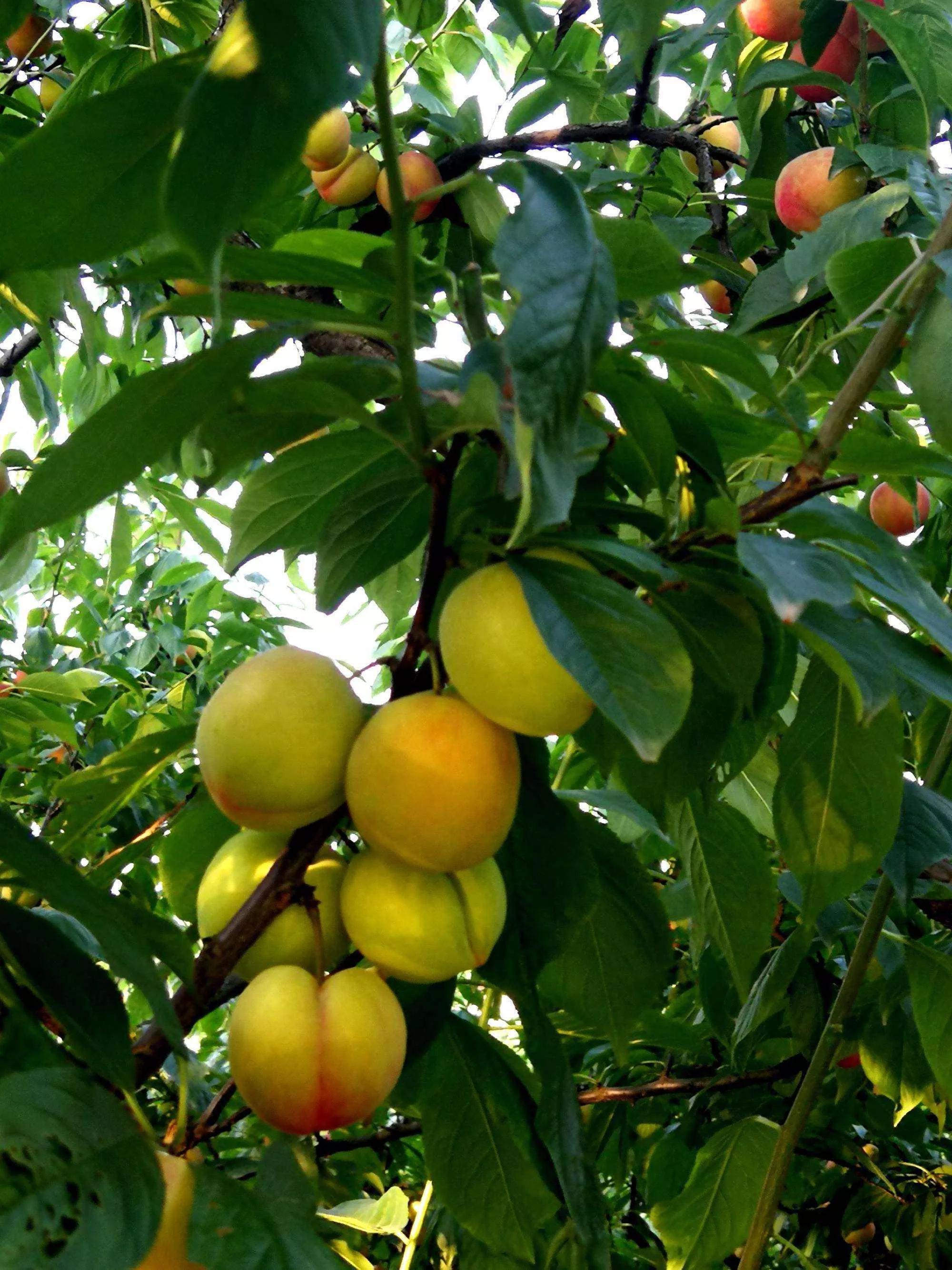 Extreme lovesickness. Meng Xia's scene - iNEWS