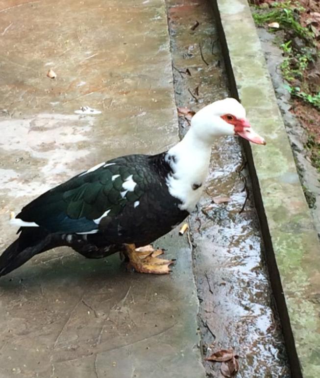 Food Pursuit: Deboned duck, tofu fish, white water fish, take stock of ...