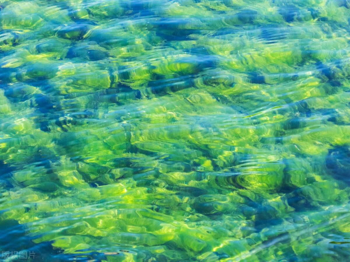 What are algae? What kind of algae are in the cooling water system ...