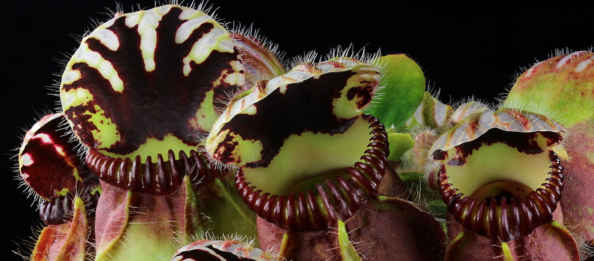 The meat eaters of the plant world, the legend of man-eating plants - iNEWS