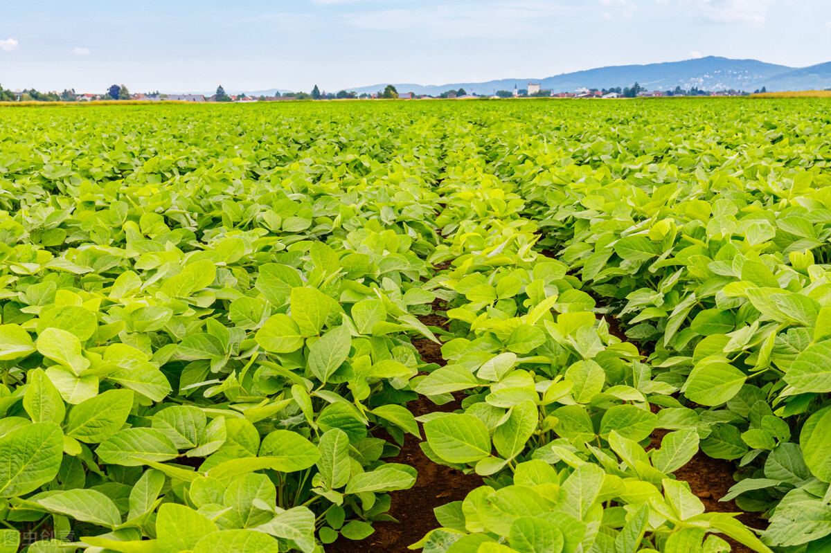 What is the best fertilizer for soybean planting, some suggestions for ...