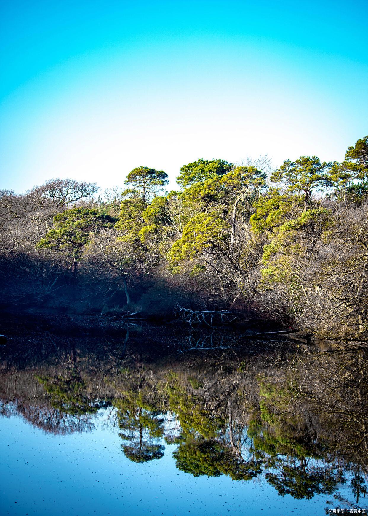 The 3 zodiac signs that have constant conflicts with dogs in their ...