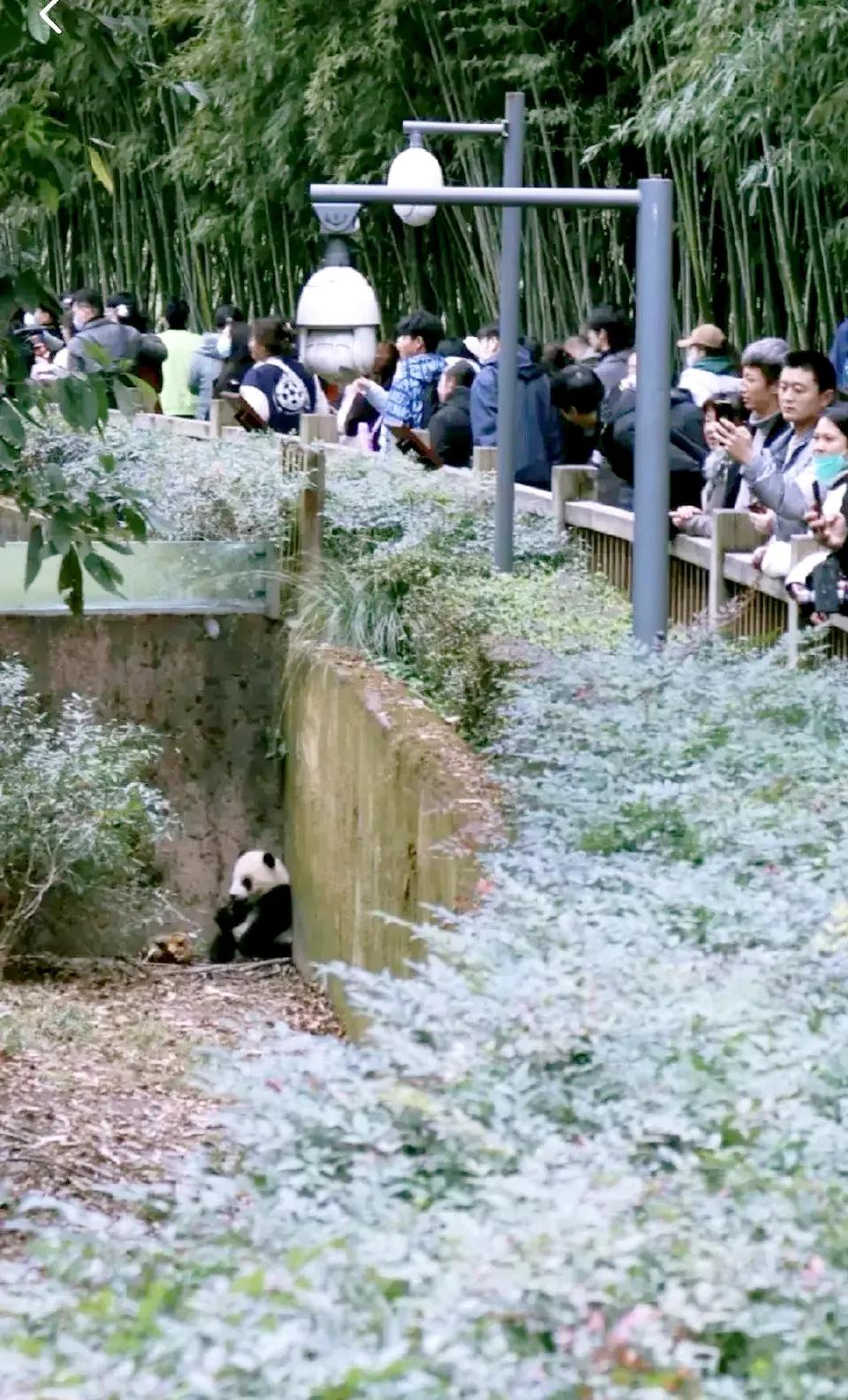 The giant panda Fu Wan was born with a disabled companion and was ...
