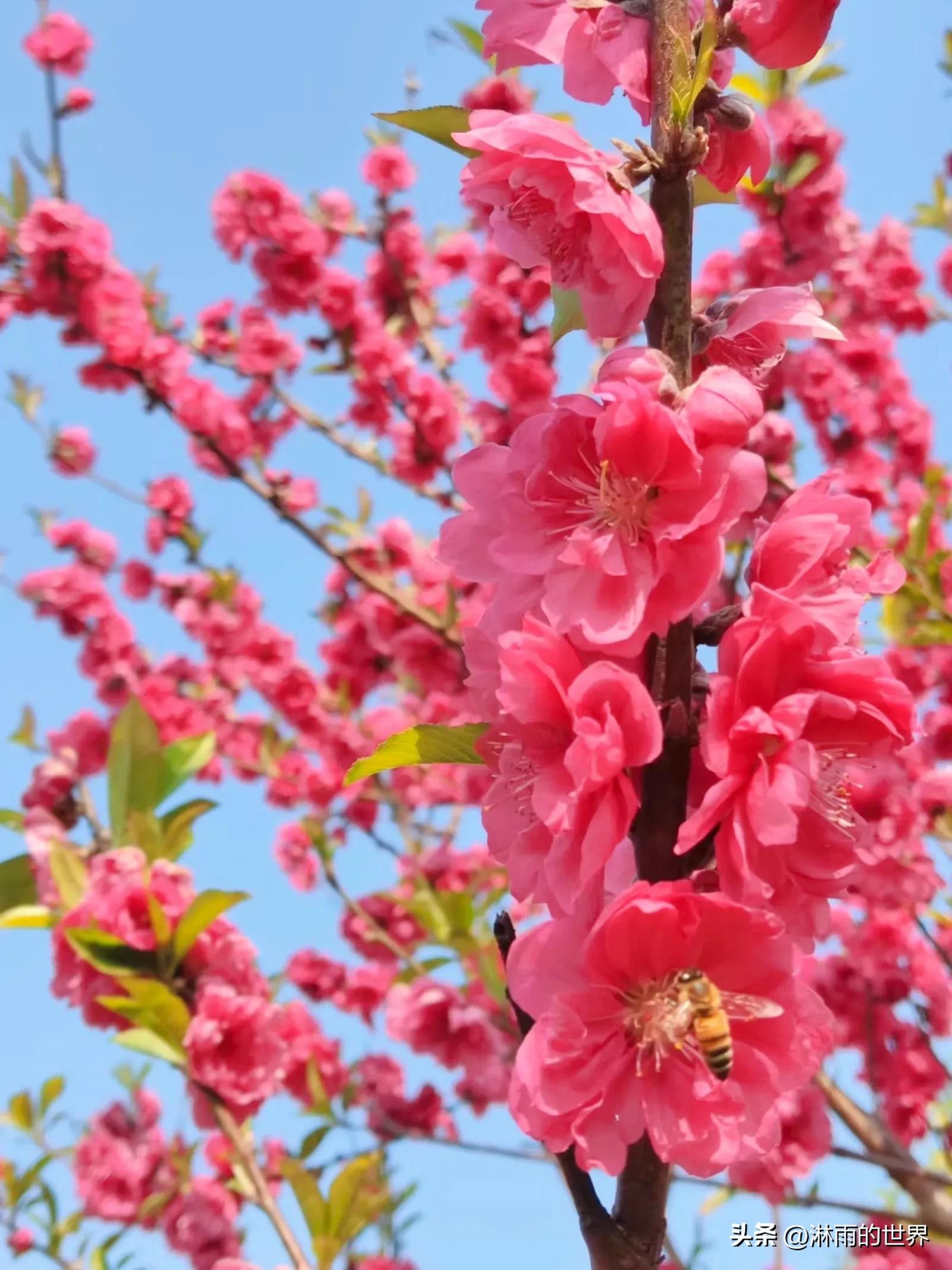 The most beautiful March day in the world, the garden is full of ...