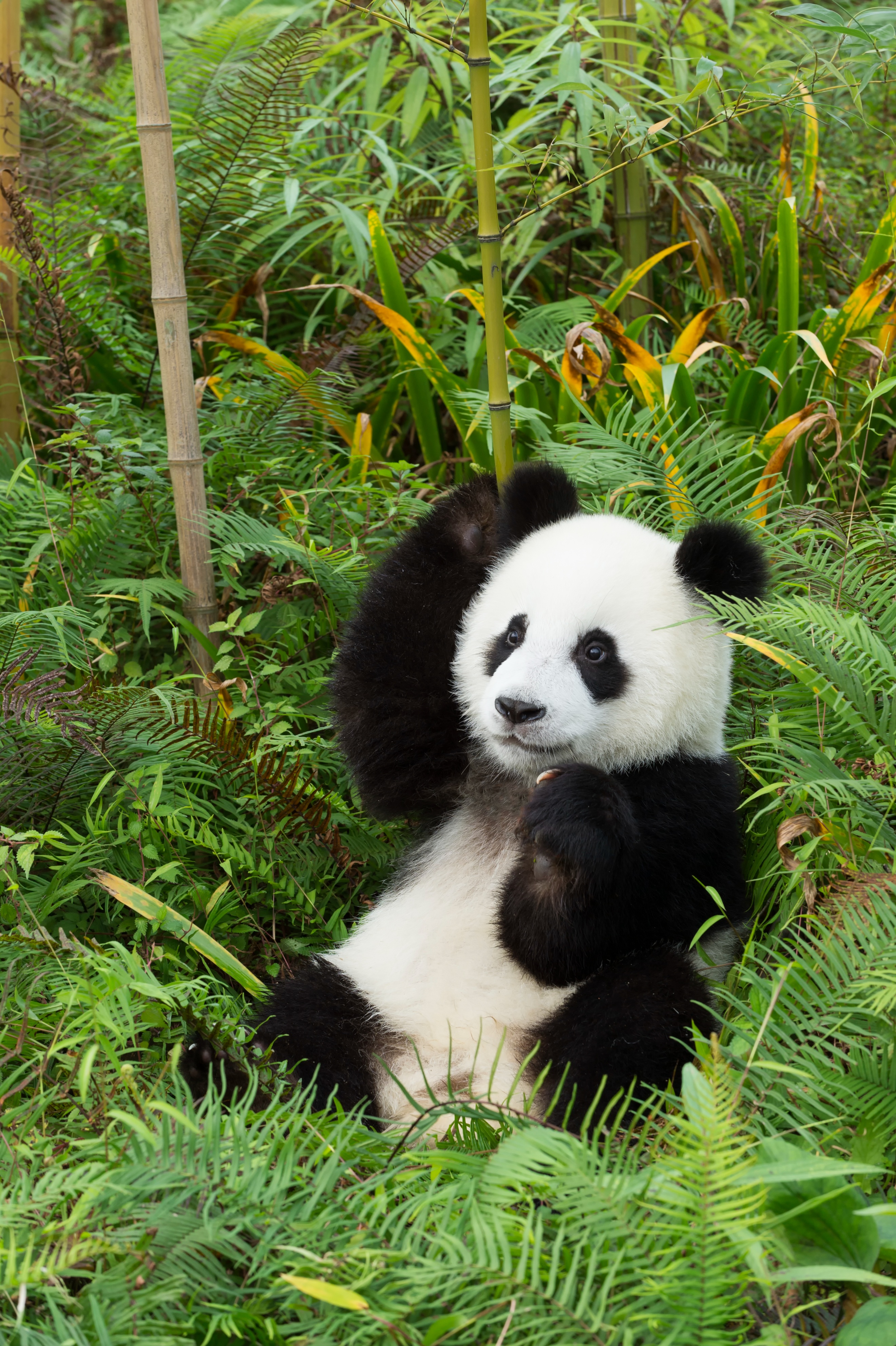 How much does it cost to raise a giant panda - iNEWS