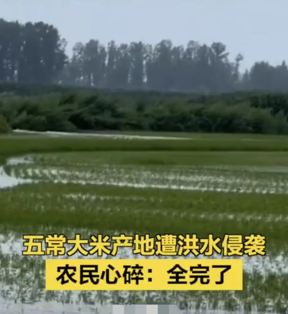 Farmers in Wuchang: Rice is all over - iNEWS