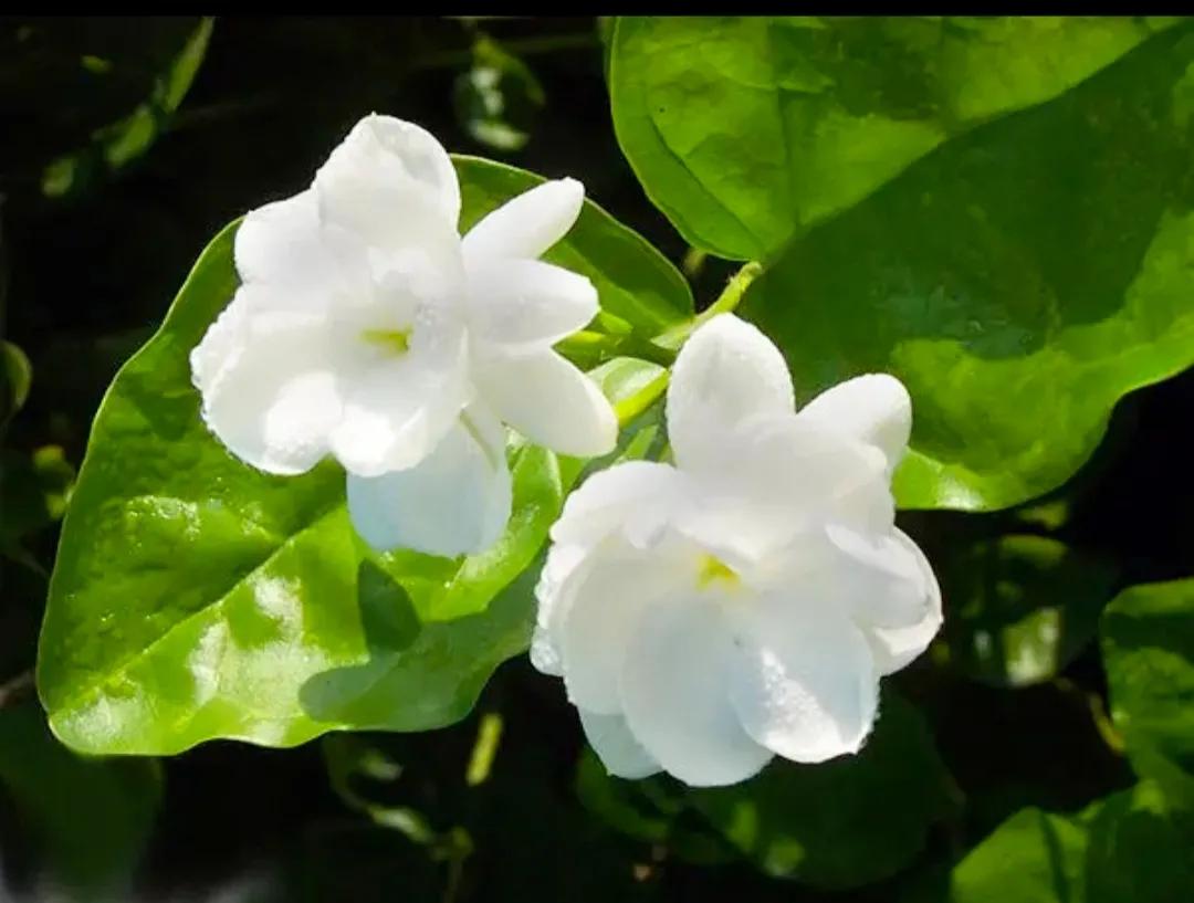 Jiangnan Dream - iNEWS