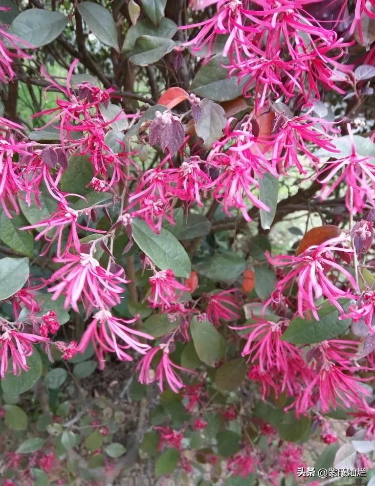 The tall and plump safflower trees are blooming and stand alone, so ...