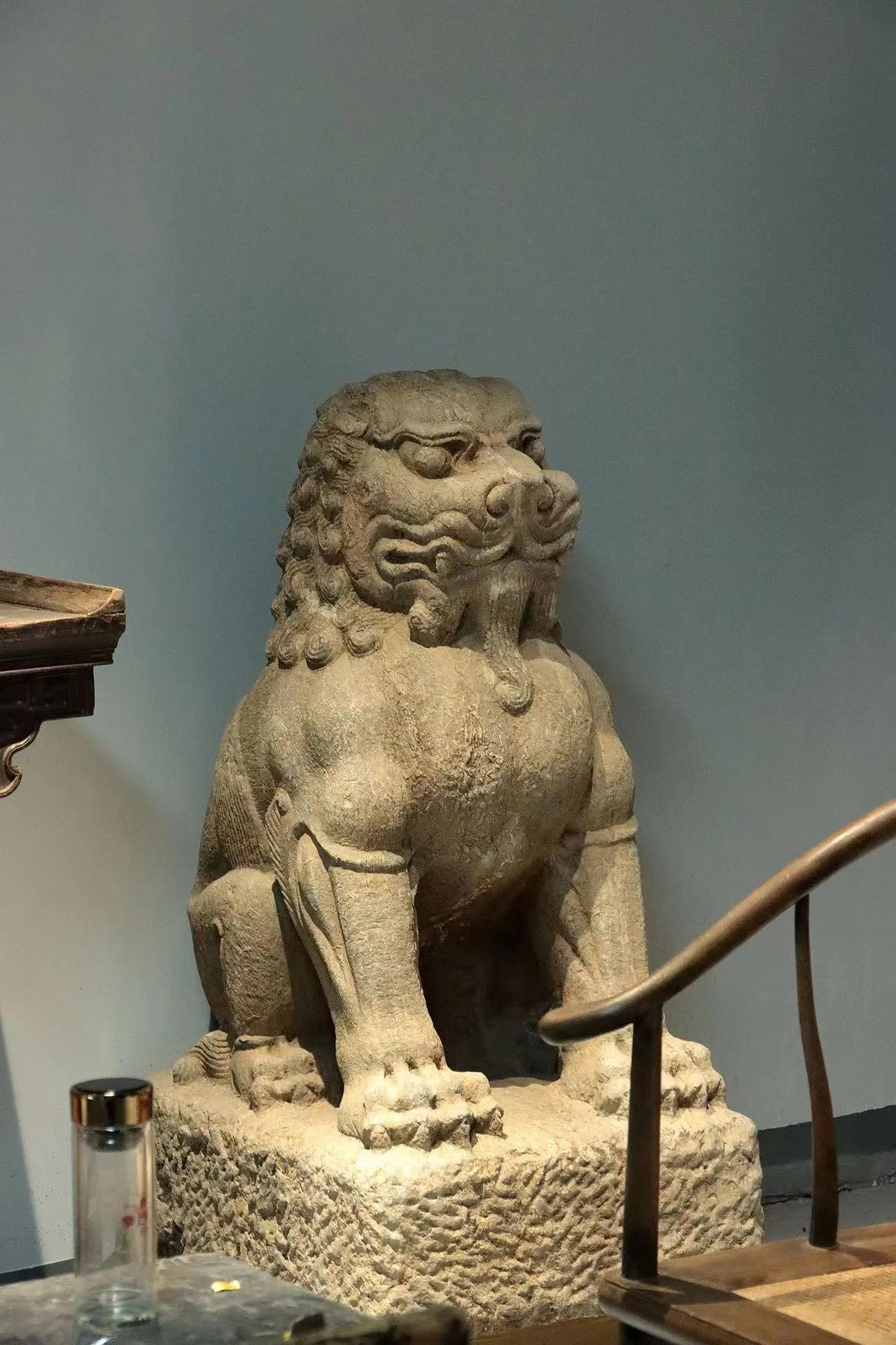 The old Tibetan male lion bluestone holds his chest high, his curly ...