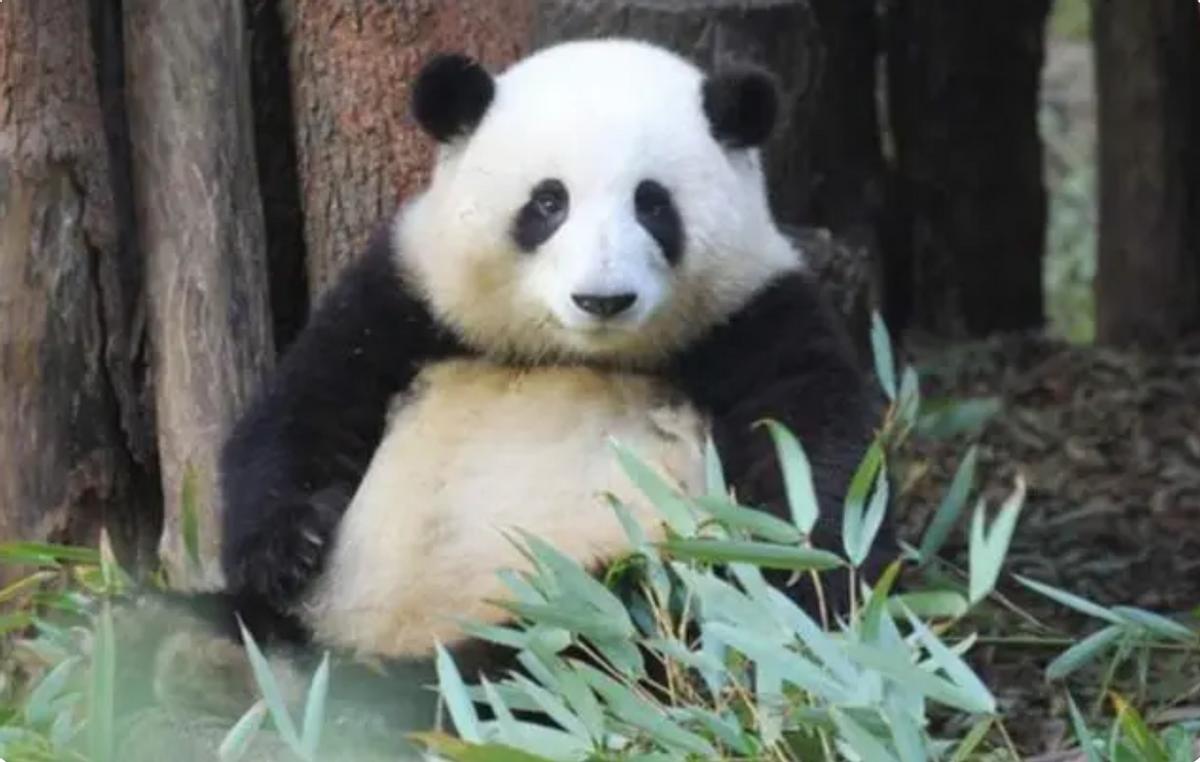 Chengdu Giant Panda Base applies for "Hehua" trademark - iNEWS