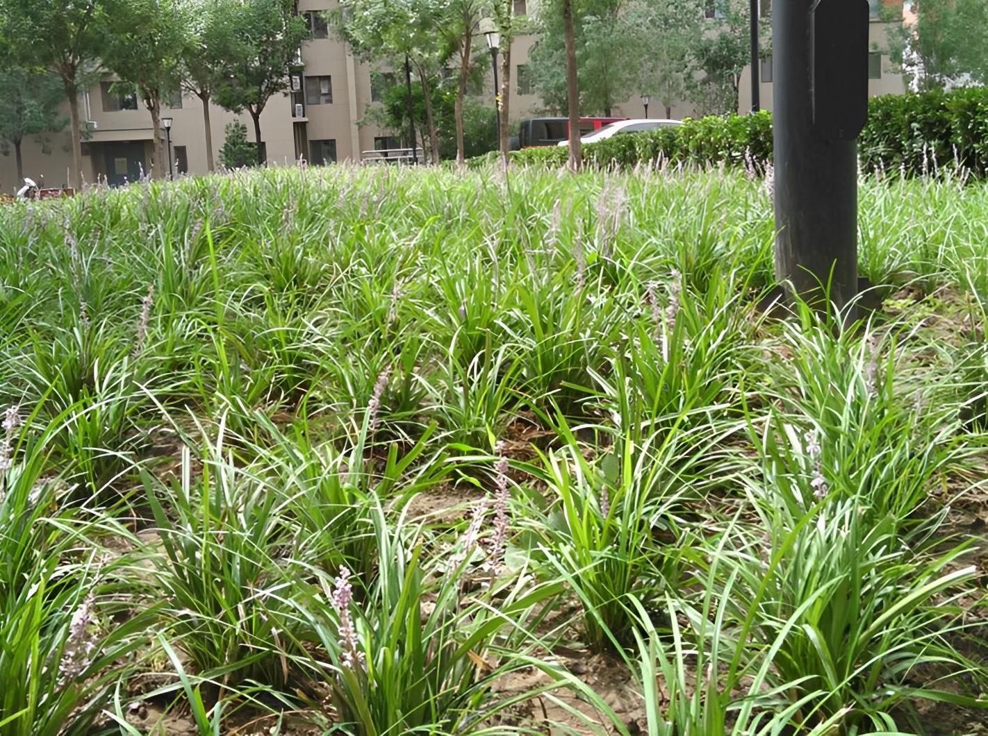 From a distance, it looks like a "crawler plant", but from a close look ...