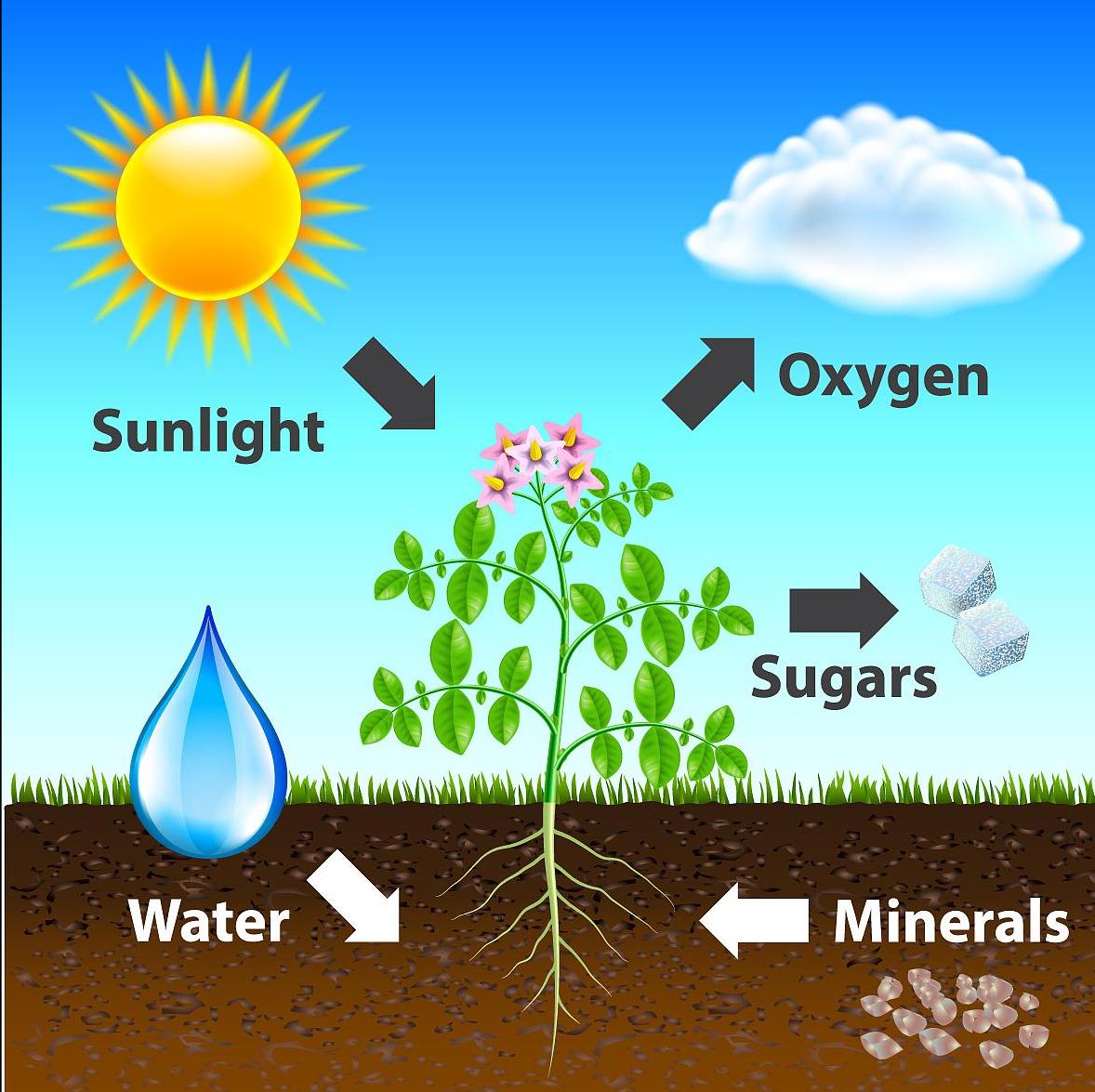 How do genetic traits in maize affect photosynthesis? - iNEWS