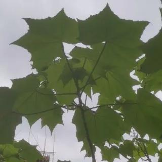 Indus trees by the Langdang River - iNEWS