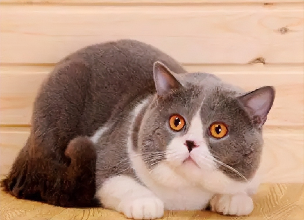 Why can't British short cats be given away after being raised for a ...