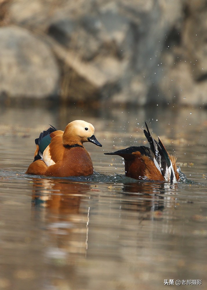 Yellow wild duck - red hemp duck - iNEWS