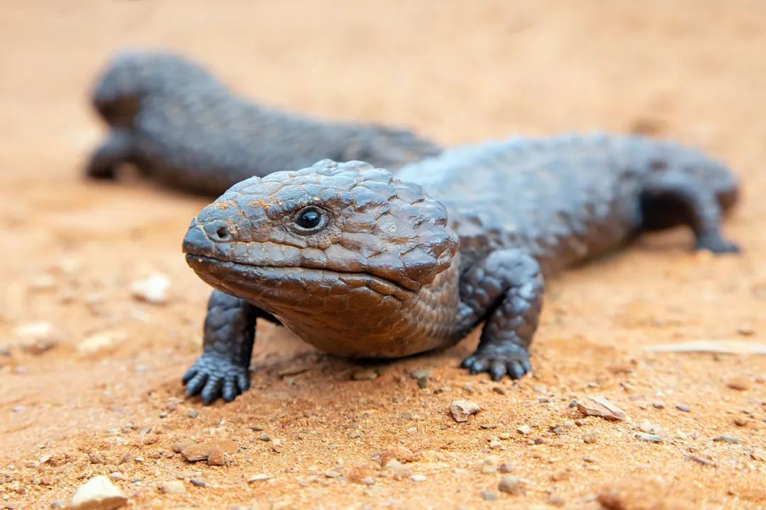 Family view of pinecone lizards who have been together for 27 years - iNEWS