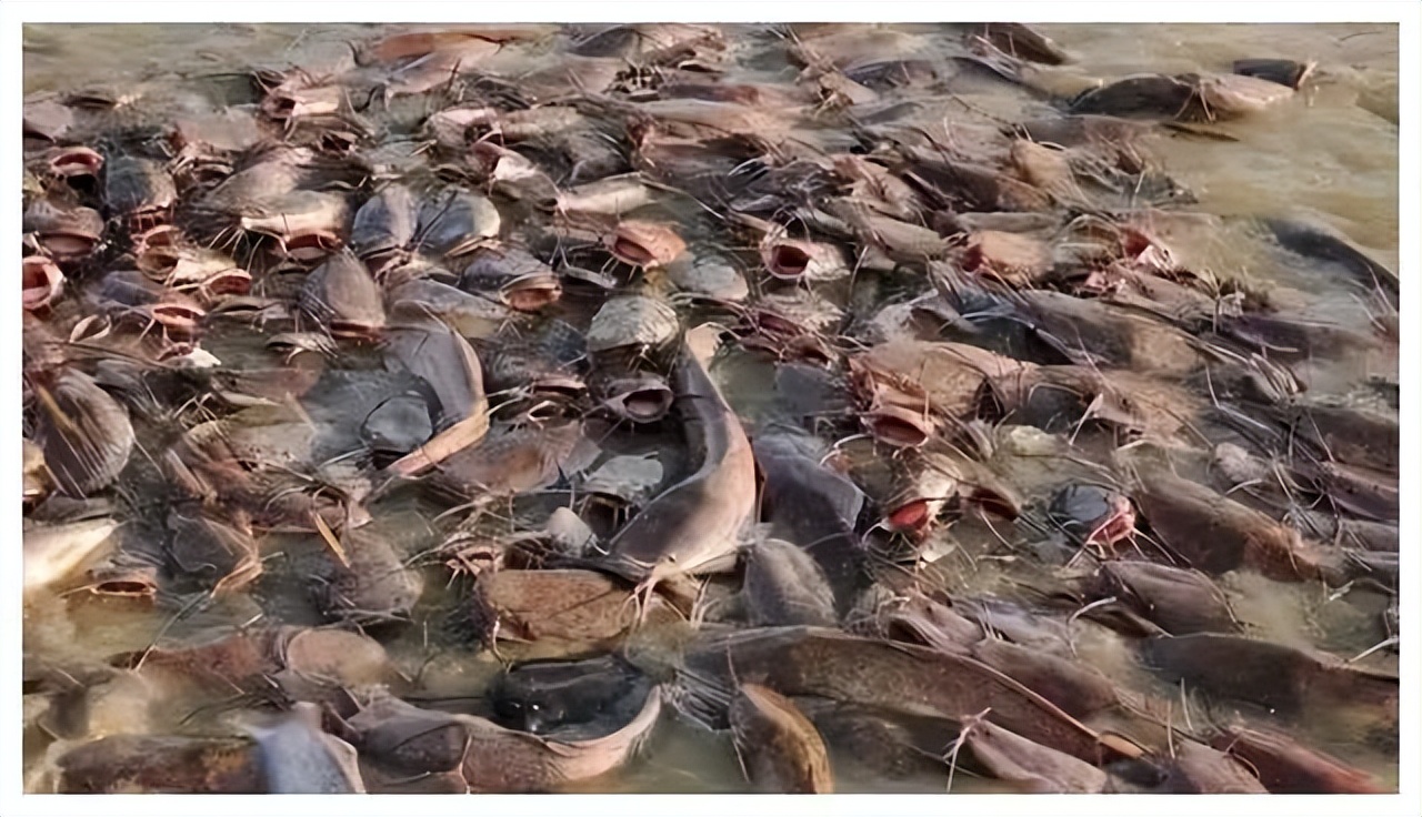 The Ganges man-eating catfish is extremely cruel, but why is it ...