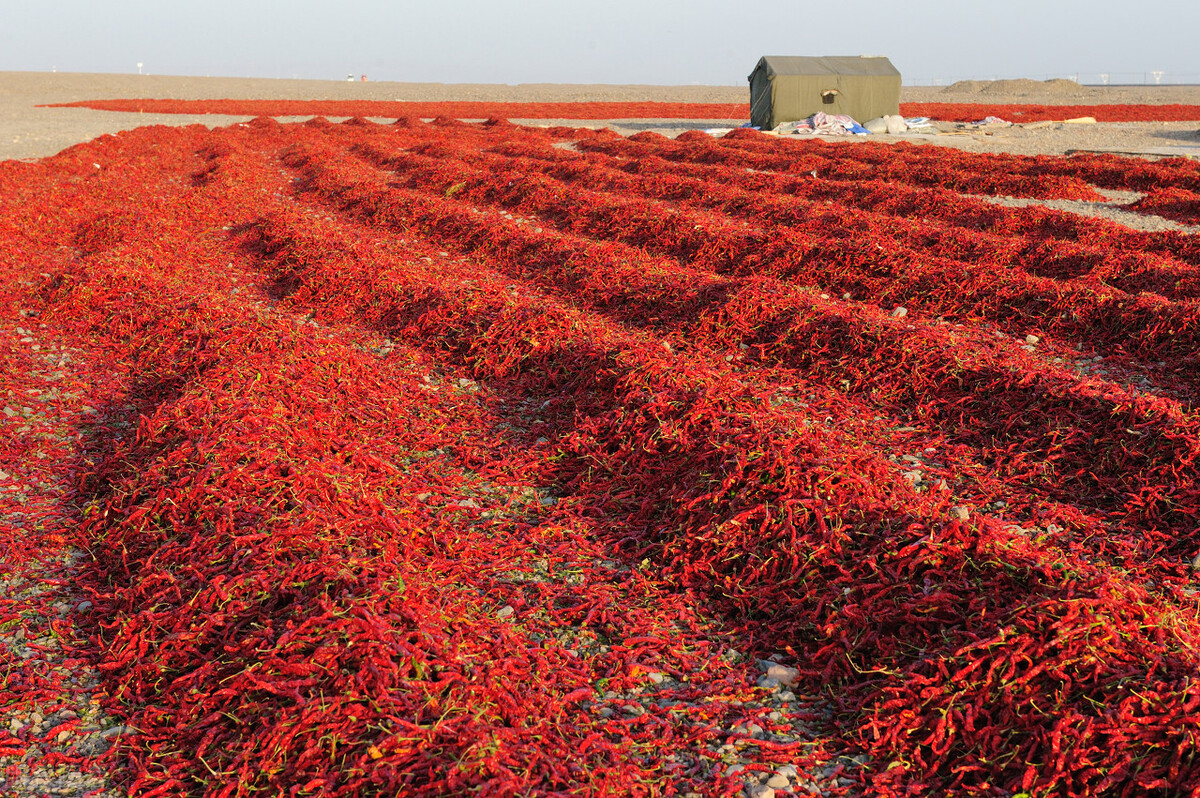 These 5 legendary "devil peppers", dare to eat one and count you as ...