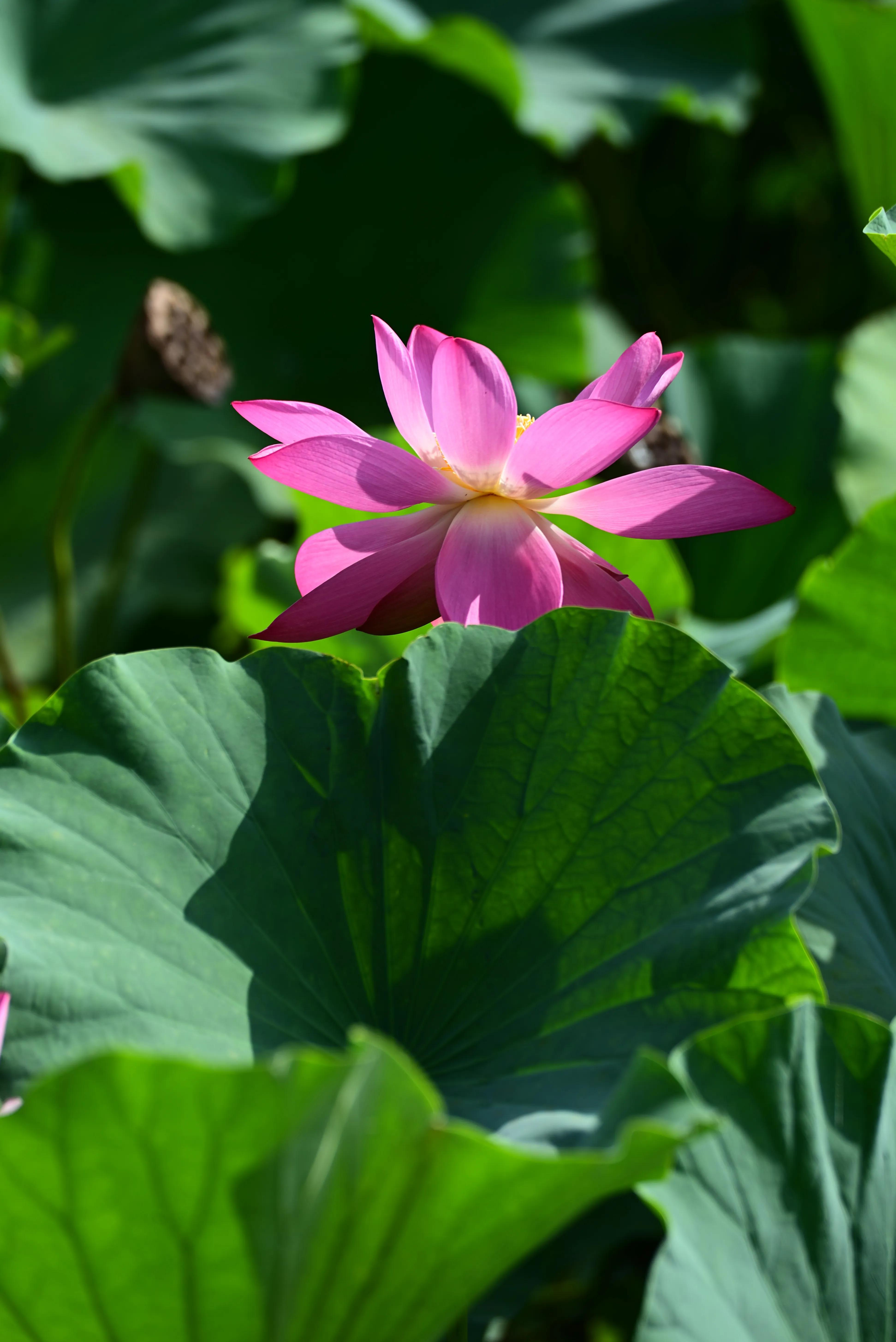 Burning lotus flowers emerge from the water (No. 118) - iNEWS