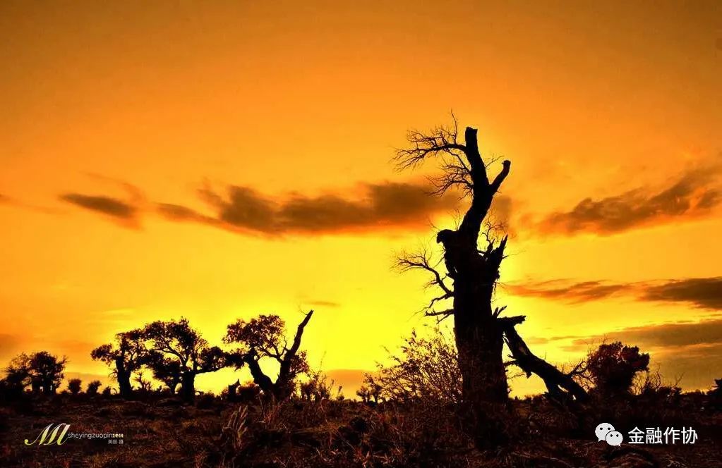 Wang Caixia: Populus euphratica forest with stories - iNEWS